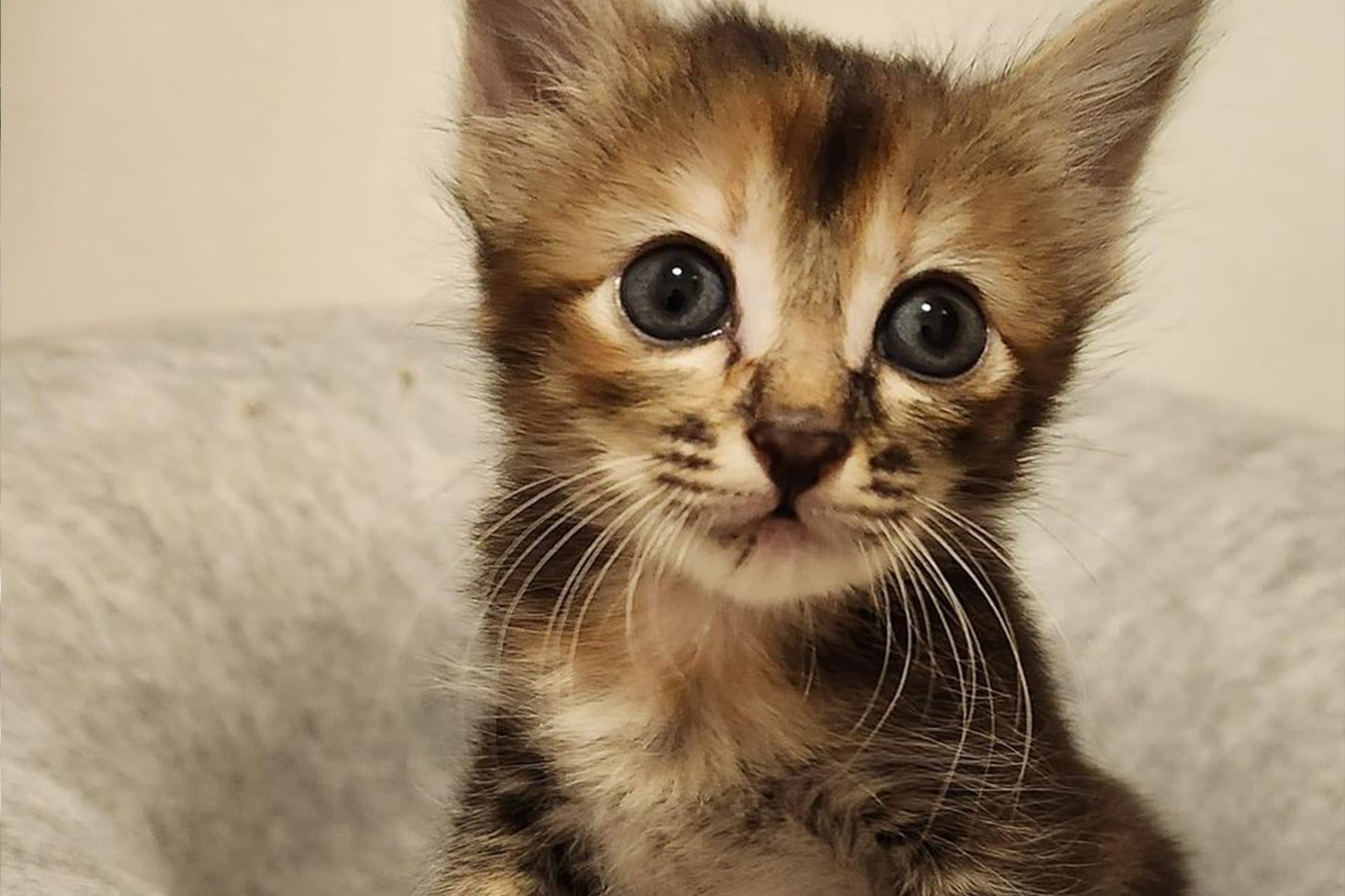 Hoshi - Furries Garden 宠物殡葬服务